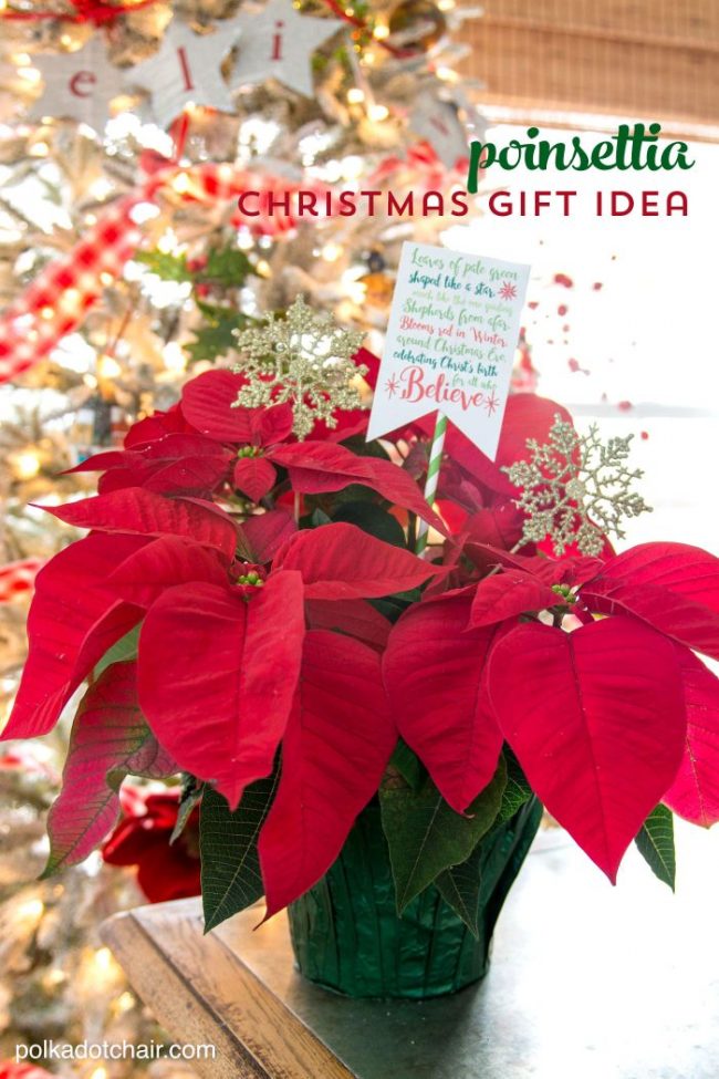 Poinsettia Christmas Gift Idea
